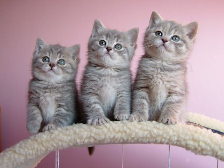Photo de chat: Magnifiques chatons vraiment très mignons à tel point qu ...