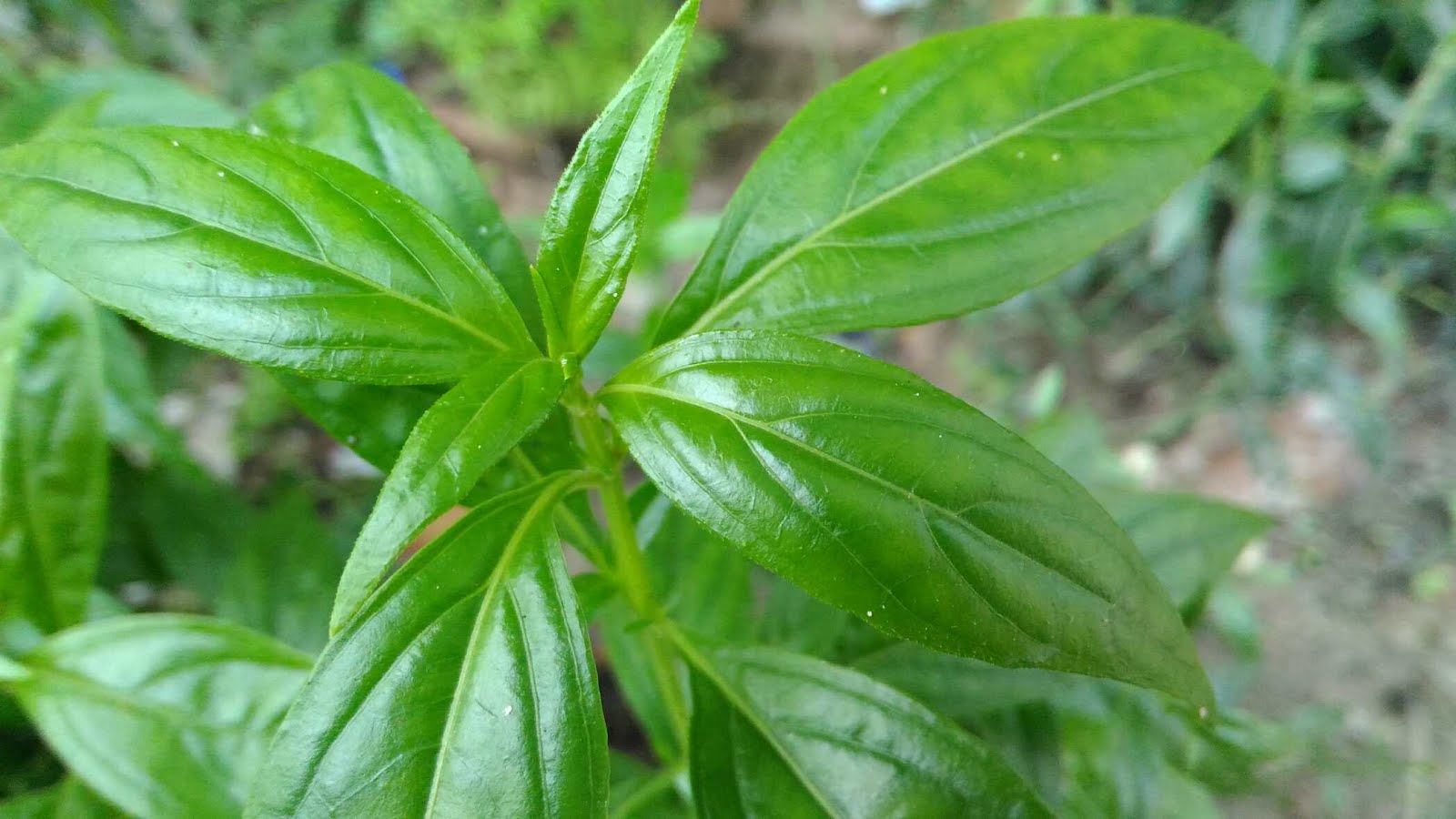 10 Daun-Daunan dan Ramuan Tradisional Untuk Menurunkan Kolesterol