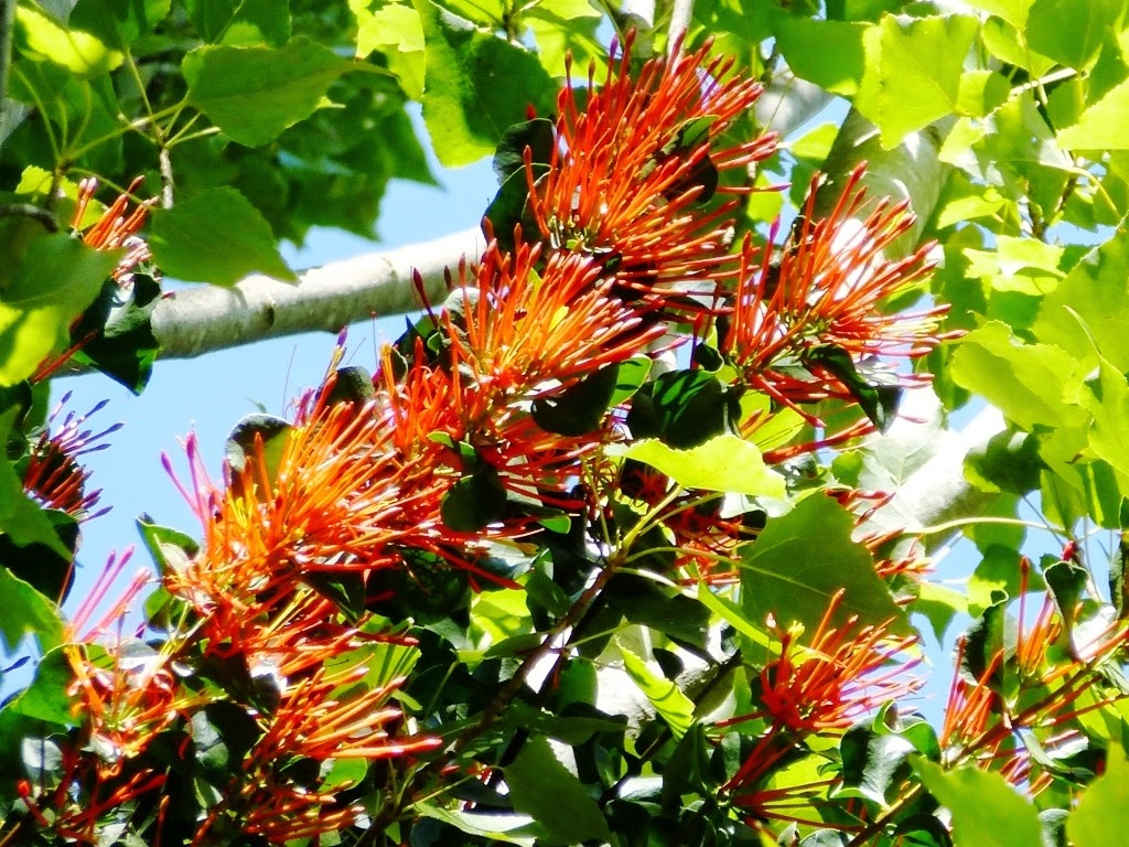 Fernando Ruz: Plantas nativas de Chile: Quintral (Tristerix tetrandus)