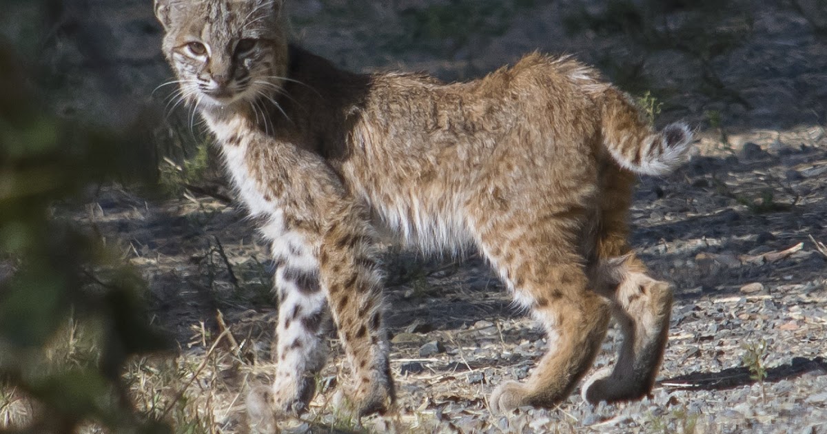 Bobcat ~ Rocklin Wildlife