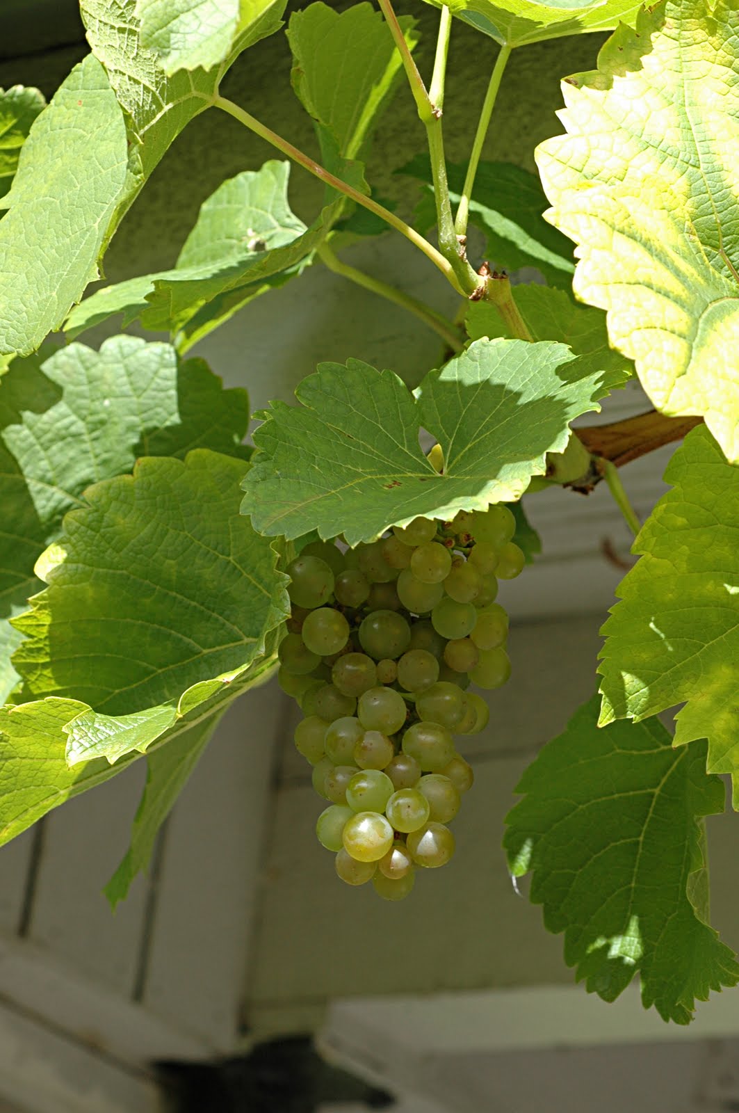 Mit grønne univers: Udendørs vindruer