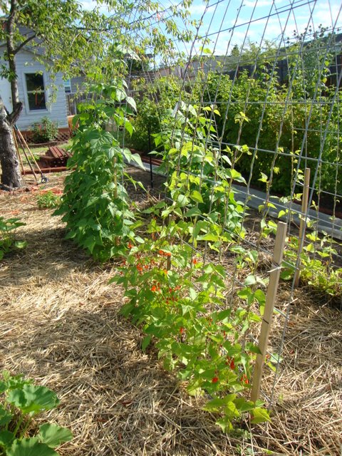 Nine Bean Rows in a Bee-Loud Glade