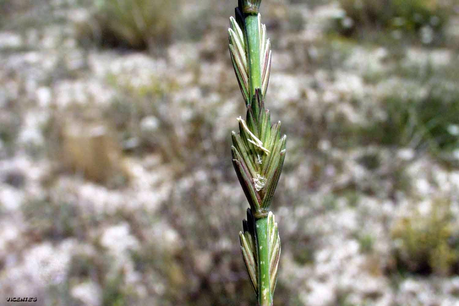 Las flores silvestres de Hormaza: Elymus hispidus subsp. hispidus