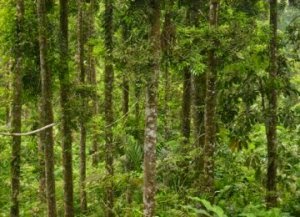 GUDANG ILMU: DAMAR " AGATHIS LABILLARDIERI