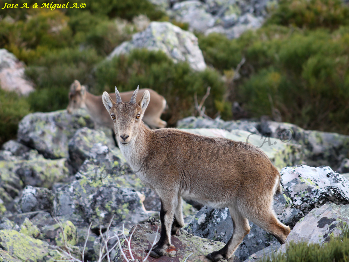 Flora, Fauna y Paisajismo del Suroeste Salmantino: Celo macho montes y ...