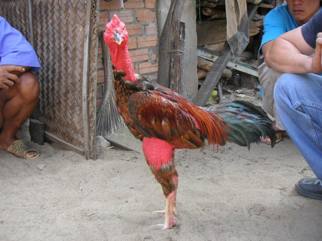 Hobi Ayam Tangkas: the ganoi extrem fighter dari vietnam