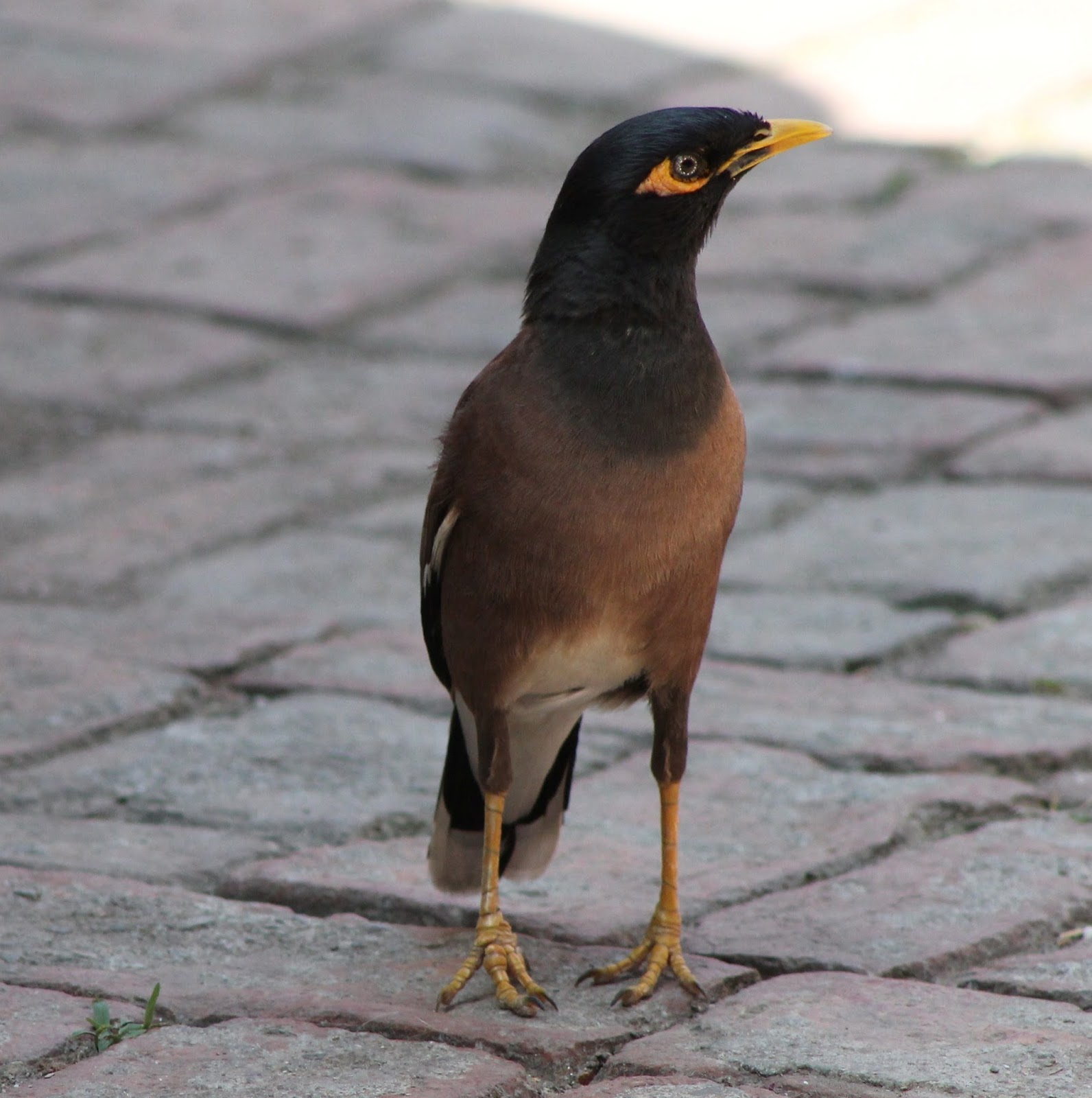 Kay Garnay for Nepal: June 2017