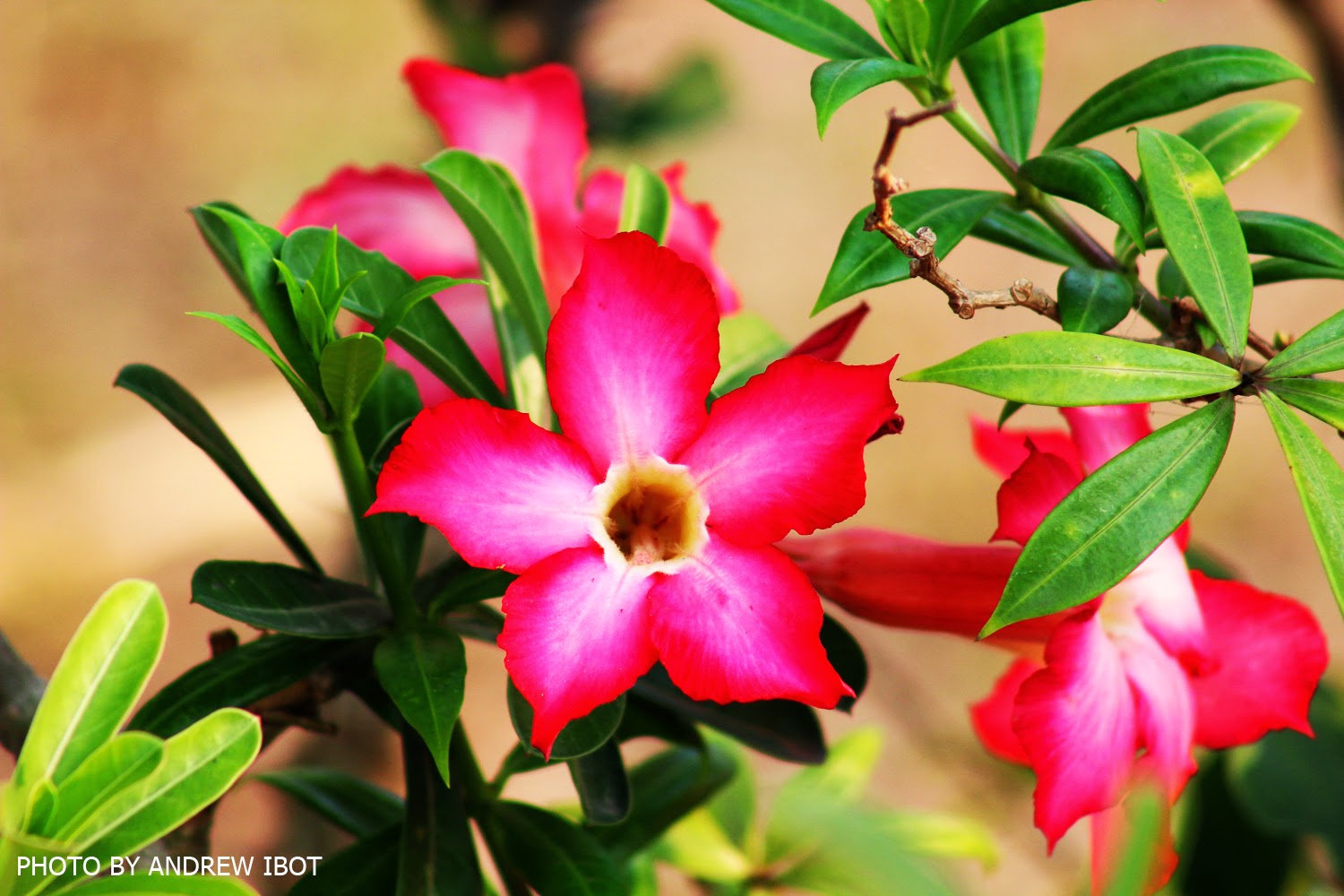 Ako si ANDREW IBOT!: Kalatsutsi (Plumeria acuminata Ait)