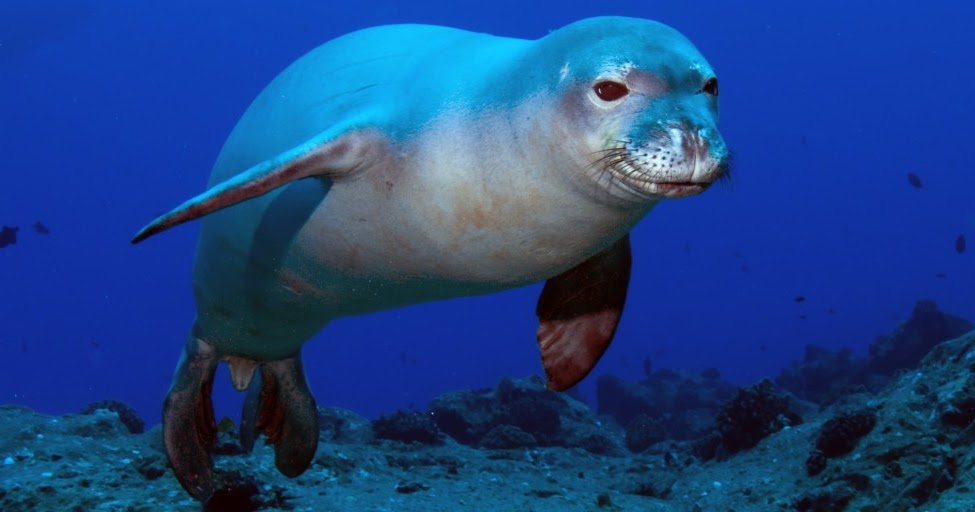 LA FOCA - Imagenes de Amor Bonitas