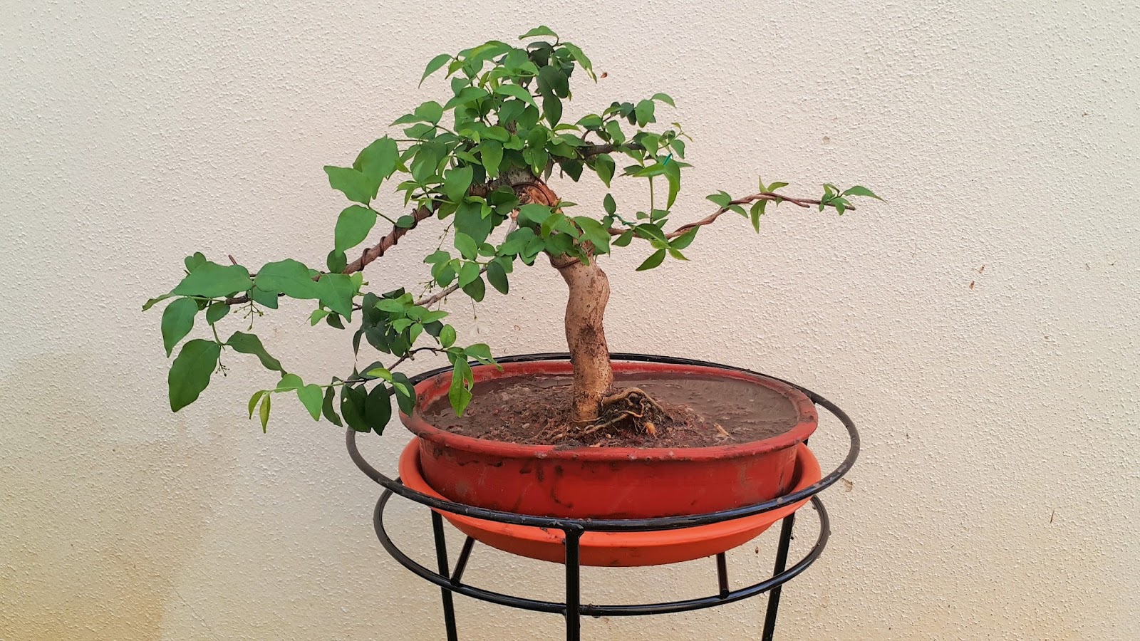 blog of amir rofie: Bonsai: Santalia1 Re-pot (Aug 2017)