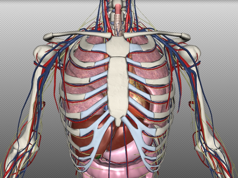Kalbimiz Nerede Bulunur - Sağlık Net