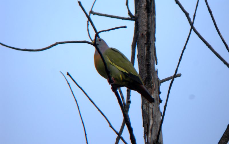 Birdwatching In Miri, Sarawak: Bird Watching at Piasau camp Miri