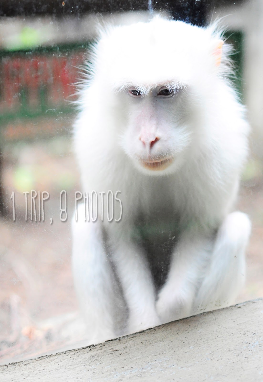 Making friends at the Avilon Zoo