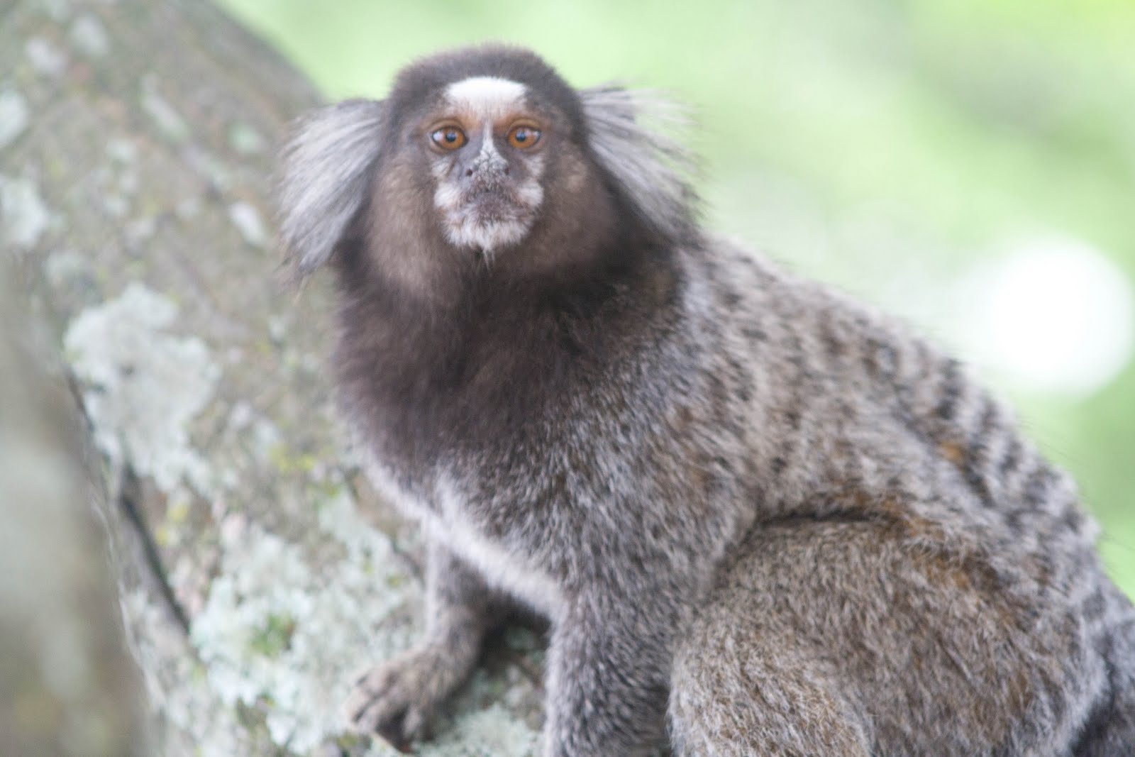 Meio Ambiente: Sagui