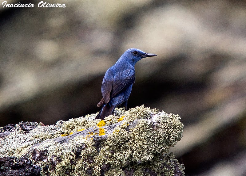 Birds of Portugal: Melro-azul / Blue Rock Thrush / Monticola solitarius