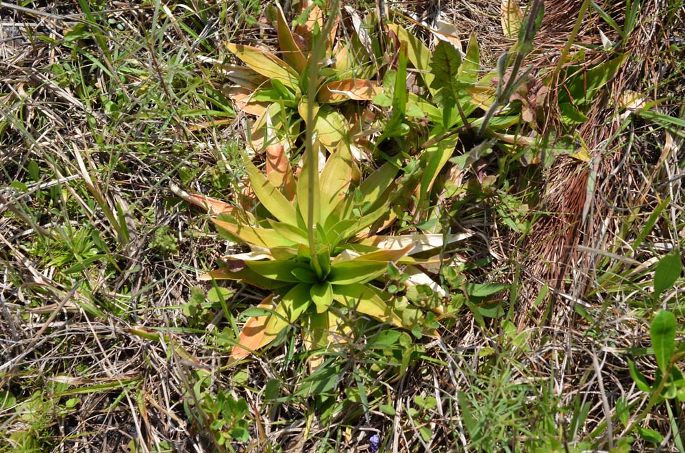 Space Coast Wildflowers: April 2013