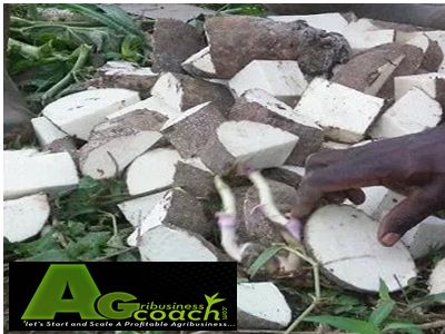 An Expert's guide on making huge profits from yam farming business ...
