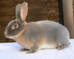 Breeds Rabbit: Rex Rabbit