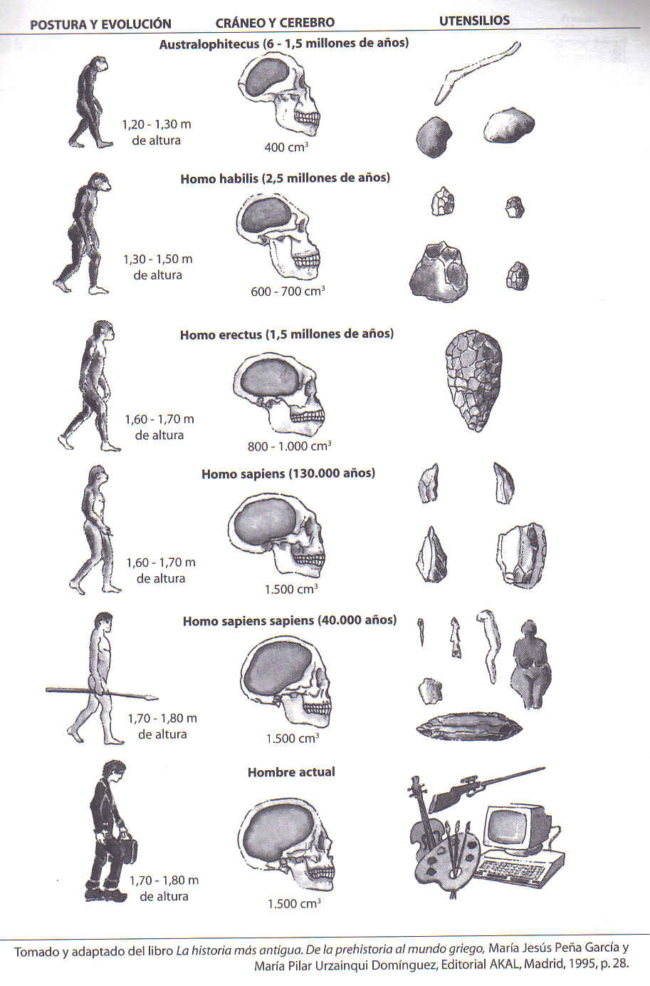 Social Sciences' Corner: PRINCIPALES HOMÍNIDOS Y SUS CARACTERÍSTICAS