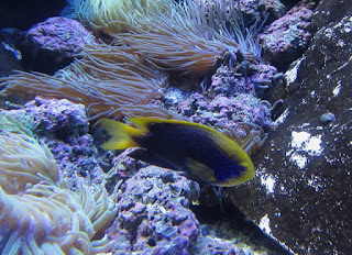 AQUATICHYK: STARCK'S DAMSEL / Chrysiptera starcki