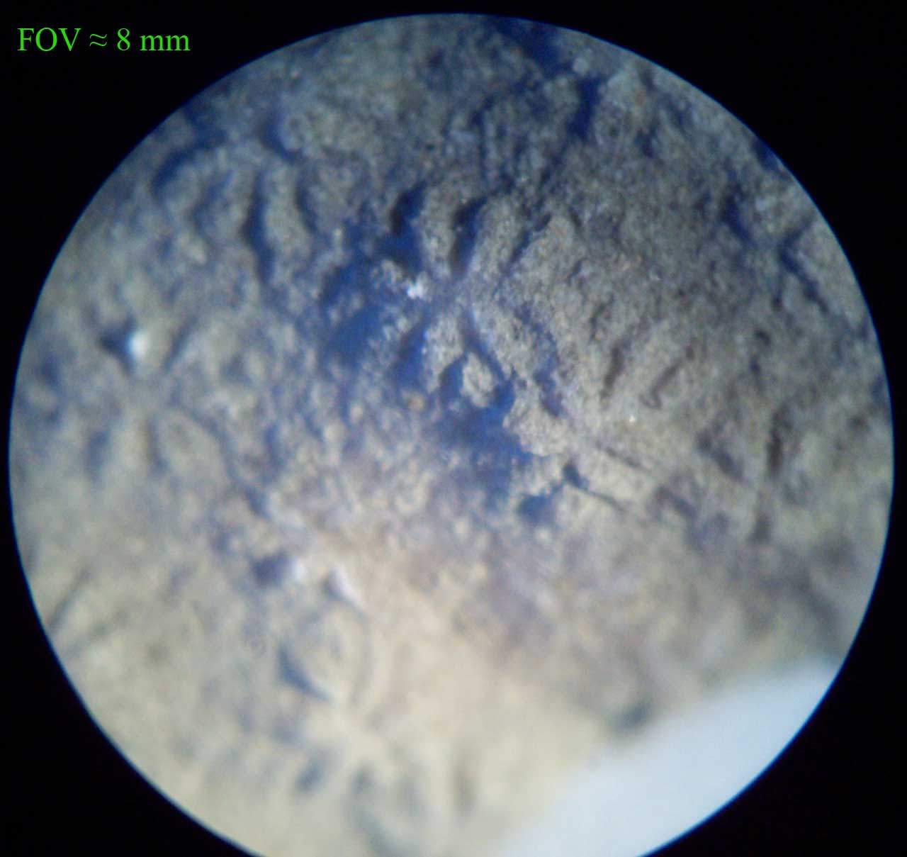 Louisville Fossils and Beyond: 09/01/2012 - 10/01/2012