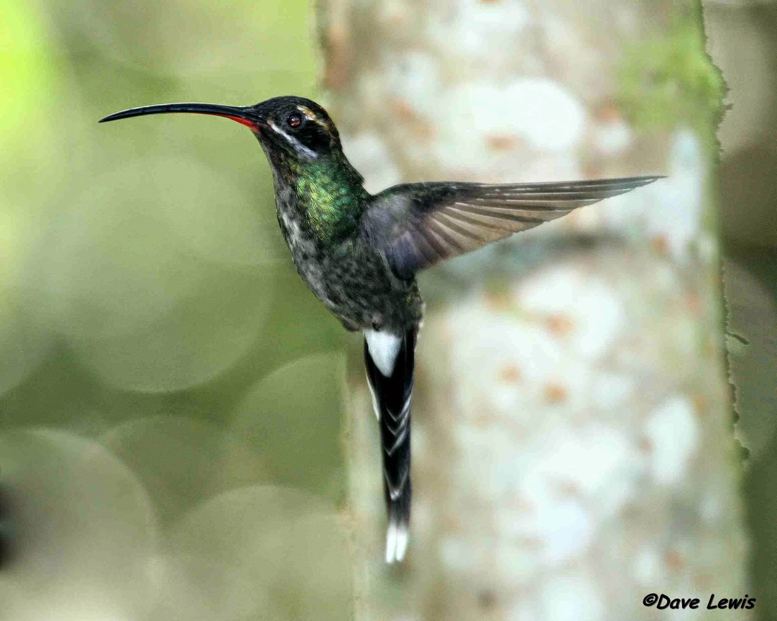 Birds from Behind : 22 February 2015