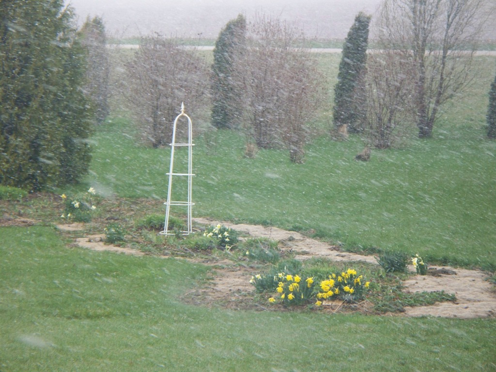 SunshineAnnie Gardens: Akkk what happened to spring?!!