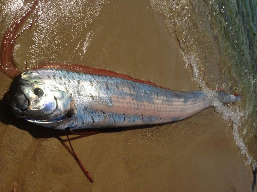 Ikan Yang Disangka Rasaksa Laut – Oarfish |MyRokan