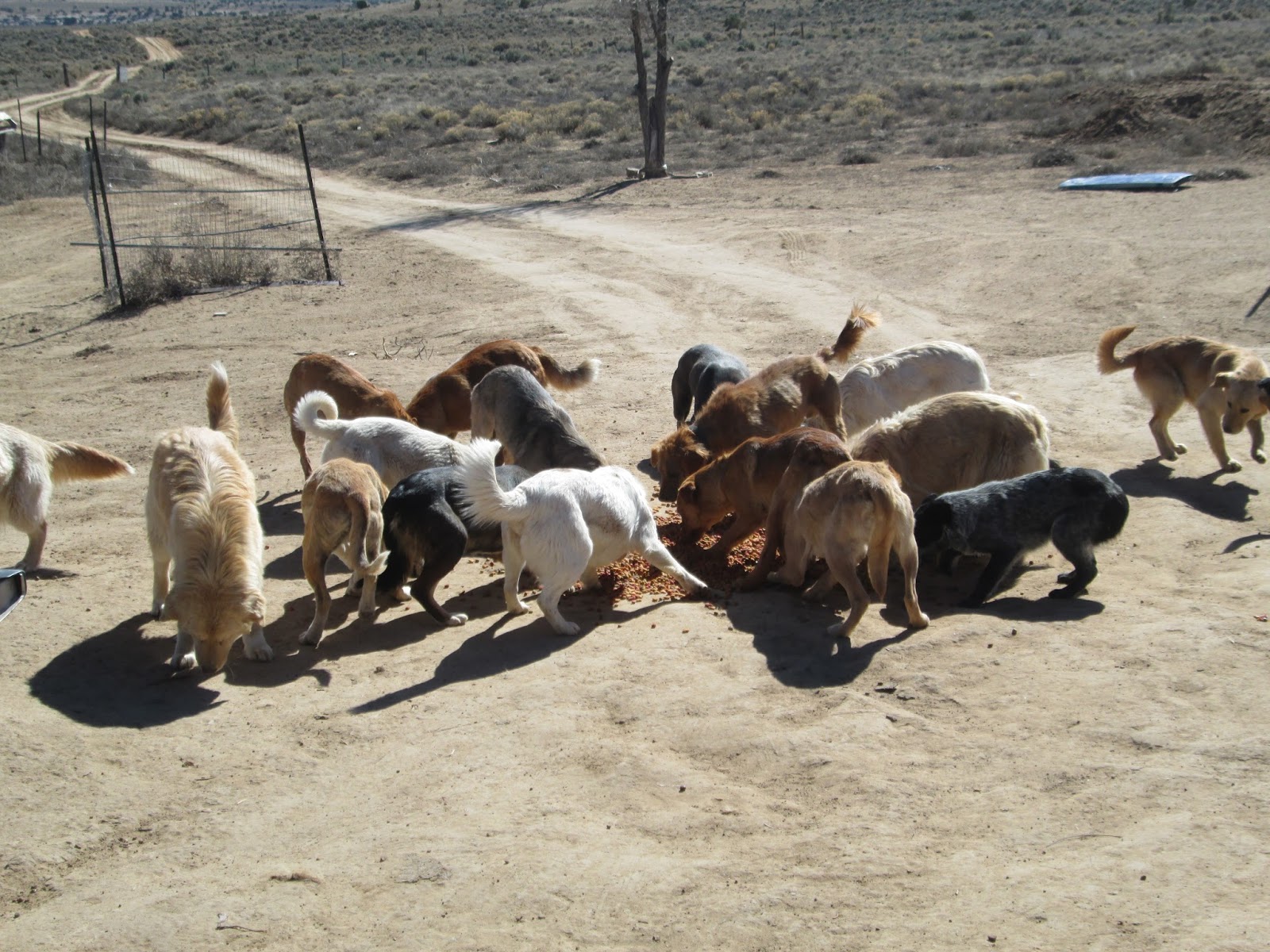 Ancient Pathways Survival School, LLC: DIY Dog House Plans