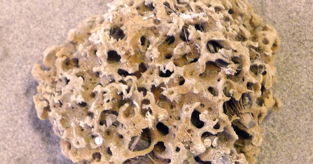 Tesoros a la orilla del mar: Esponja