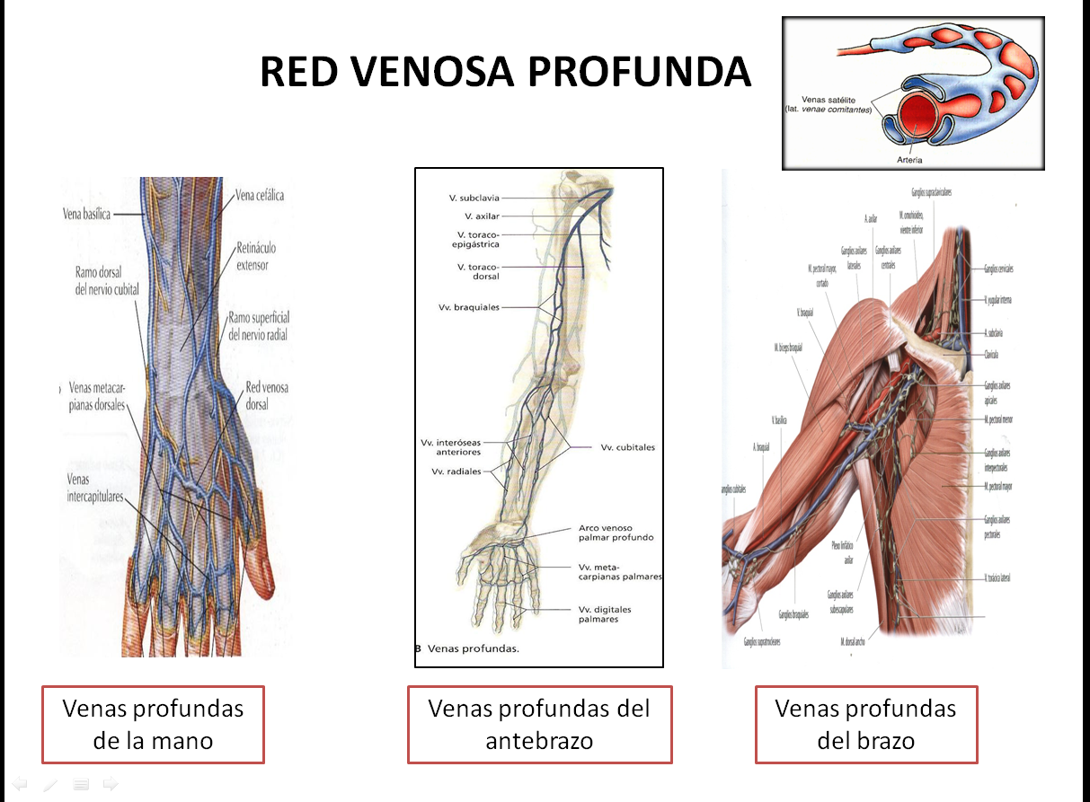 INFORMACION DE APOYO PARA ESTUDIANTES DE MEDICINA Y PERSONAS QUE DESEEN ...