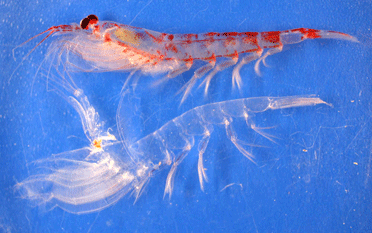 What about Krill?: Krill Reproduction and Moulting
