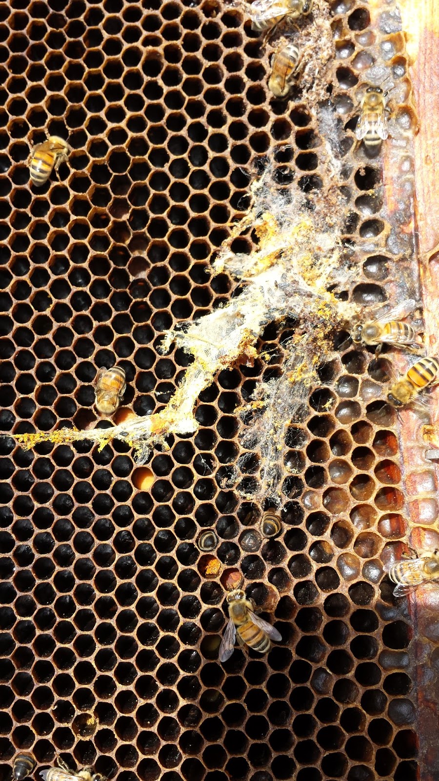 The Difference Between a Healthy Hive and a Weak Hive