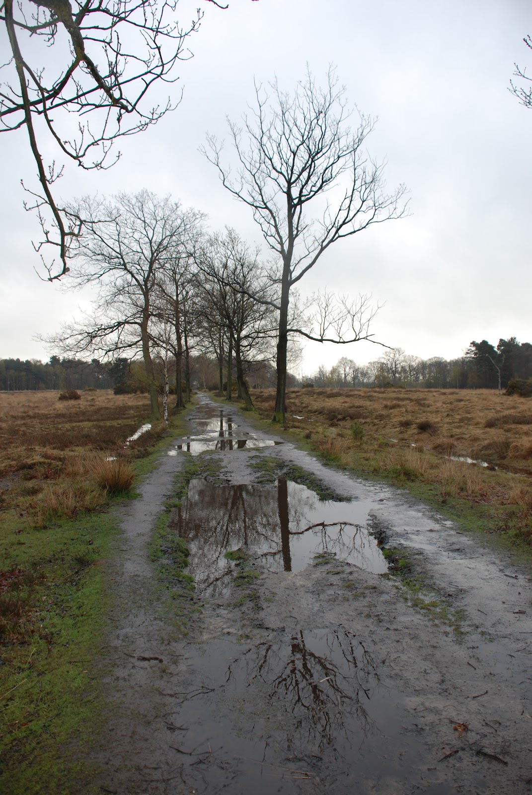 York Walks: Skipwith Common