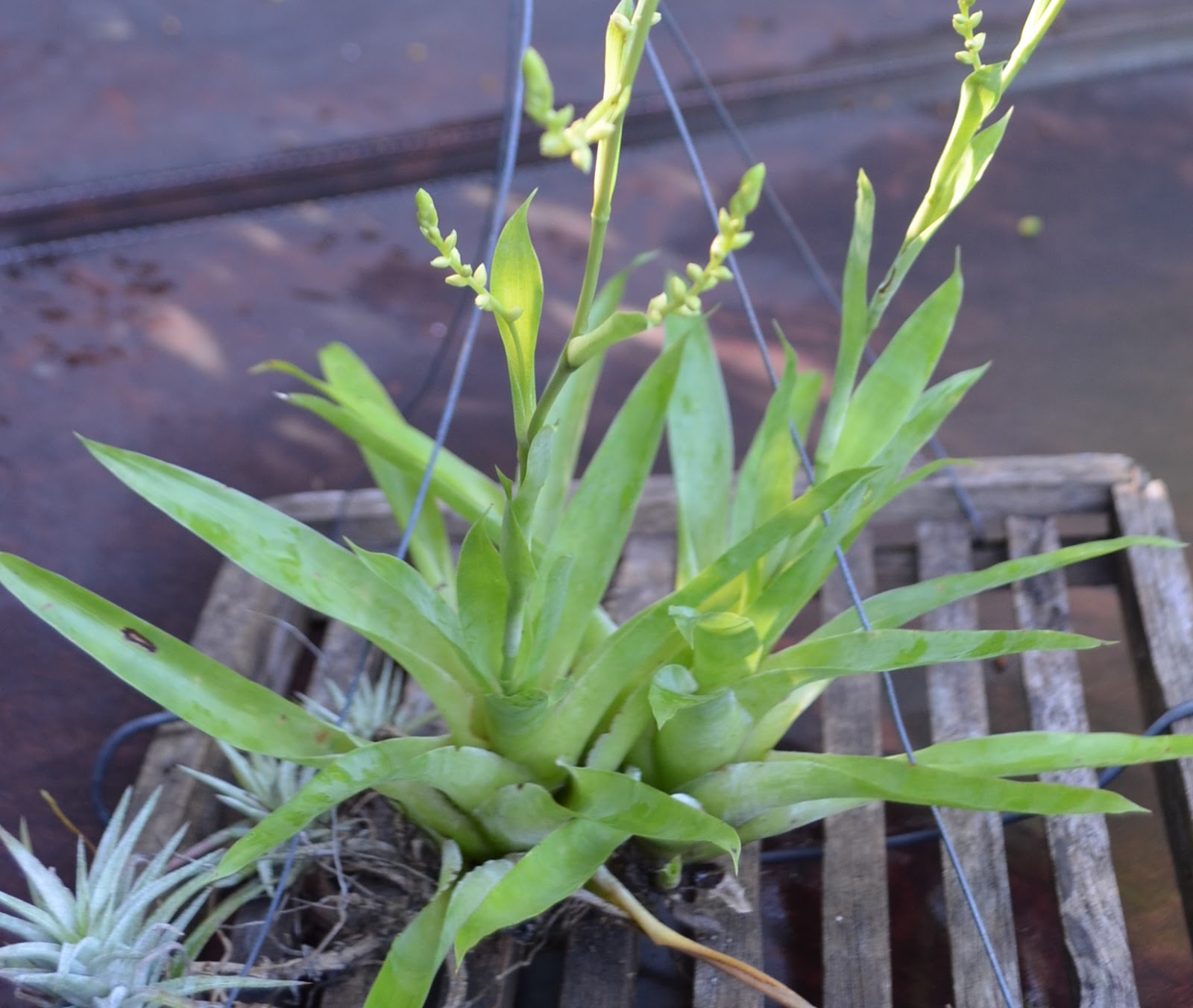 Succulent Bromeliads and others : Catopsis in flower