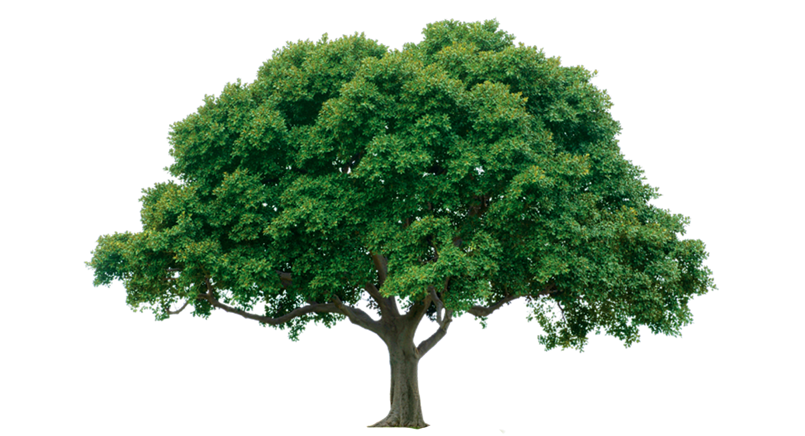 pouzolles textures : arbres,buissons et arbustes