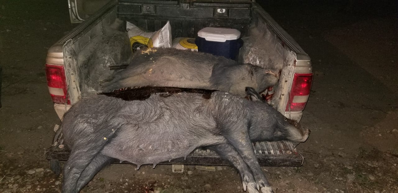 Cazador Mexicano: Marranos alzados cazados en el rancho de mi amigo ...