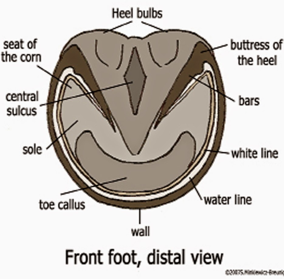 Musings at Minkiewicz Studios LLC: Steppin' Out: Hooves From An ...