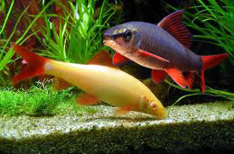 The Beauty of Underwater: Red Fin Shark