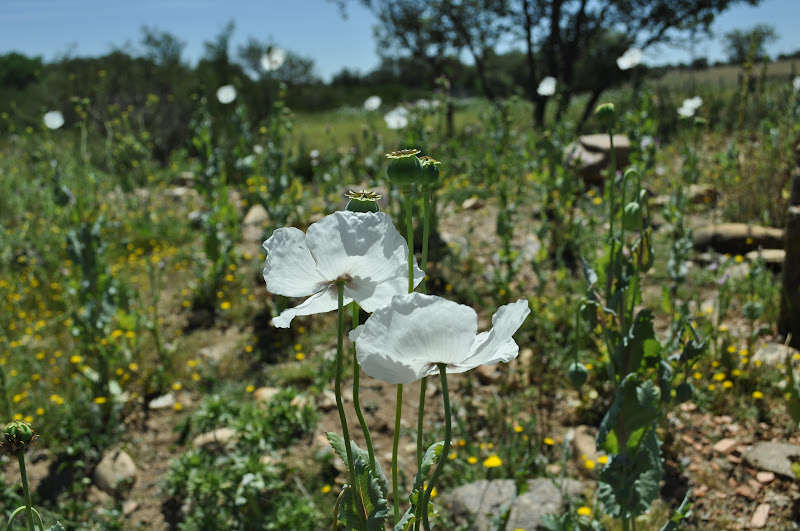 RioYeguas: Adormidera. Papaver somniferum. Planta del Opio