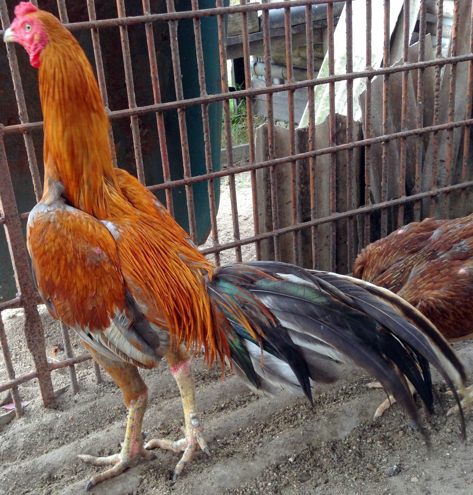 AYAM LAGA NO1 THAI: AYAM GALERY