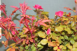 UK - Diseases of Fruit Crops & Ornamentals: Disease-Resistant Knockout ...