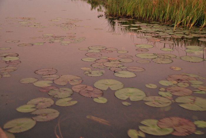 Le lac de Tengrela: Faites y un tour - Tourisme au Burkina