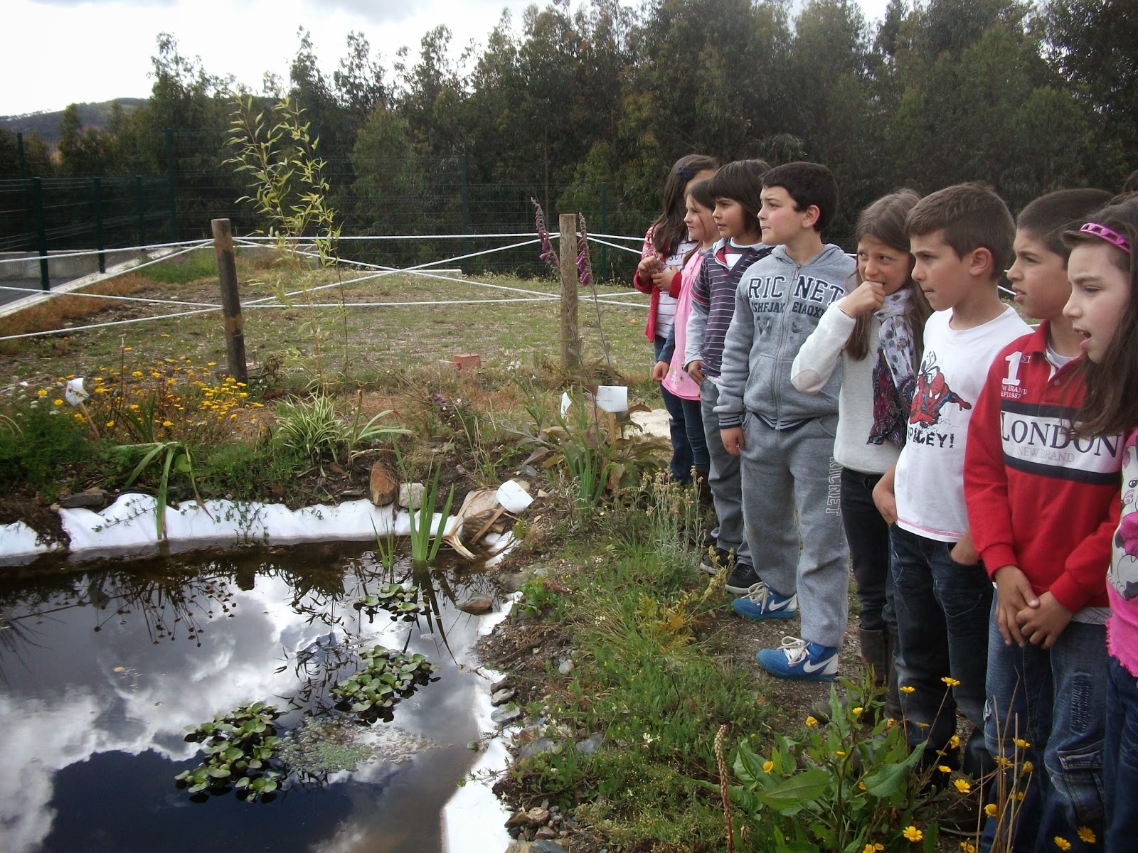 Estrelinhas: O nosso charco está cheio de vida