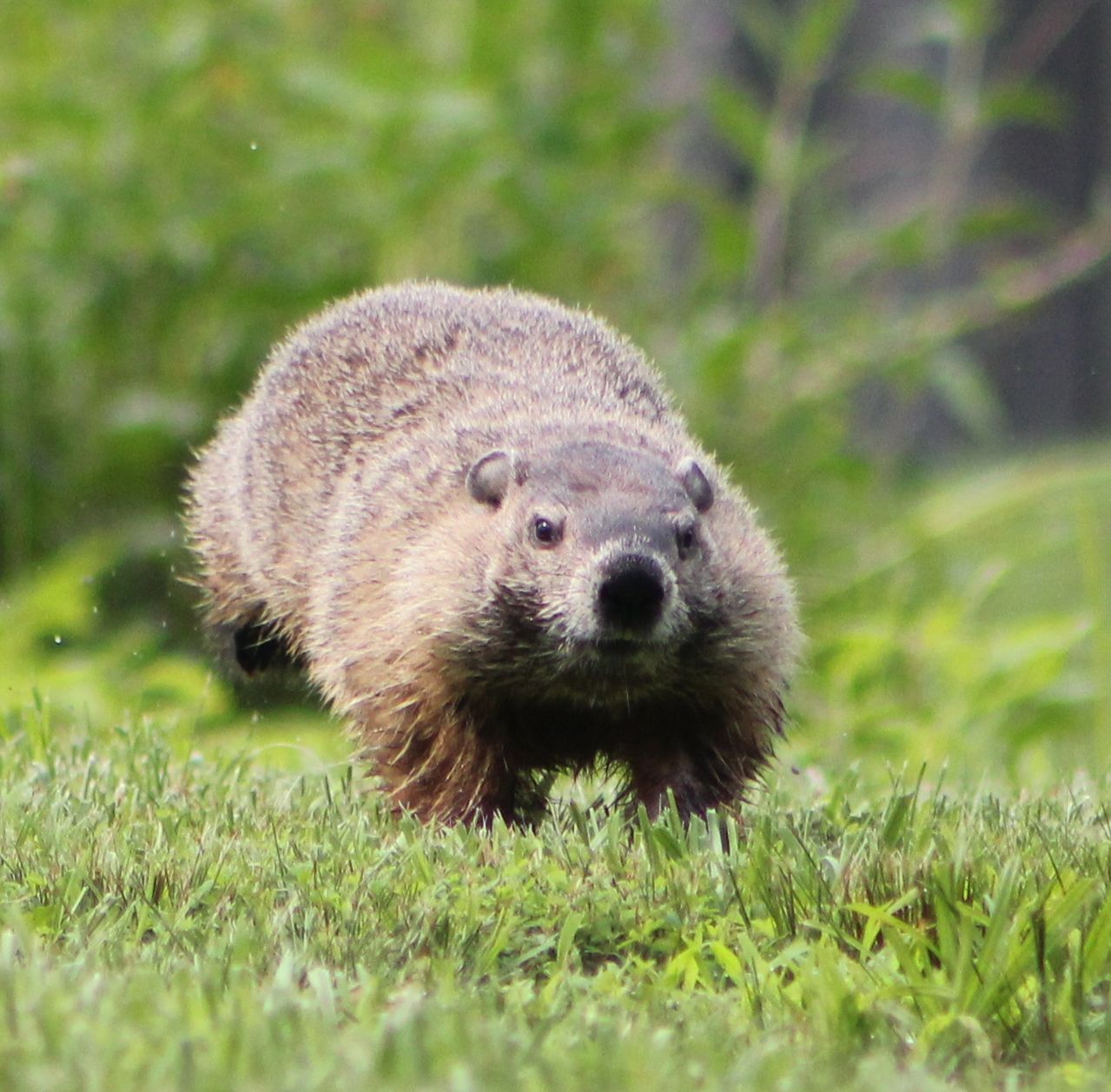 Beyond My Garden: Groundhog Morning