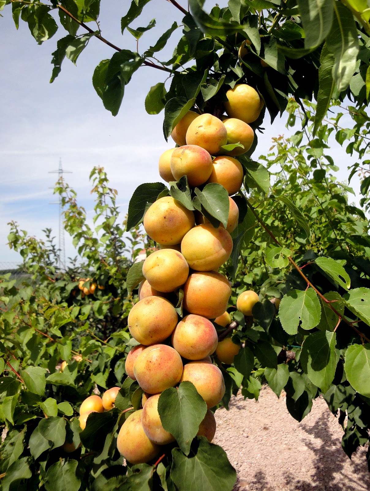 El Sello Verde: Injertando recuerdos