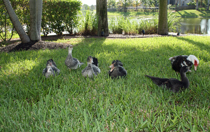 Daisy the Curly Cat: Duck, Duck, Poop