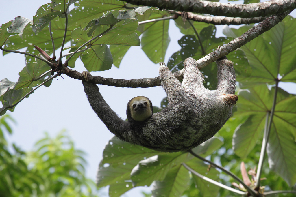 Bicho-Preguiça | Bradypus tridatylus ~ Klima Naturali™