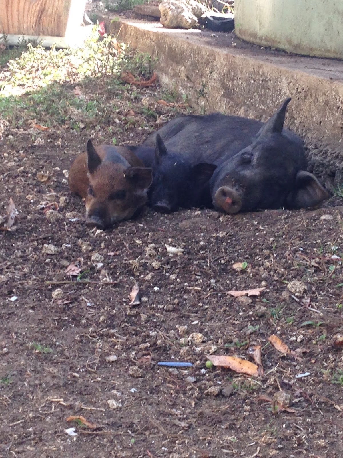 So Longa to Tonga: Faka'ofa'ofa Tonga (Beautiful Tonga)