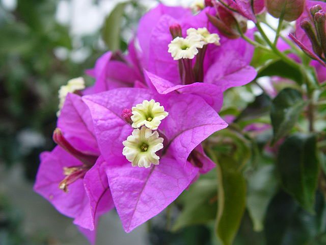 Purple Bougainvillea Flowers Pictures